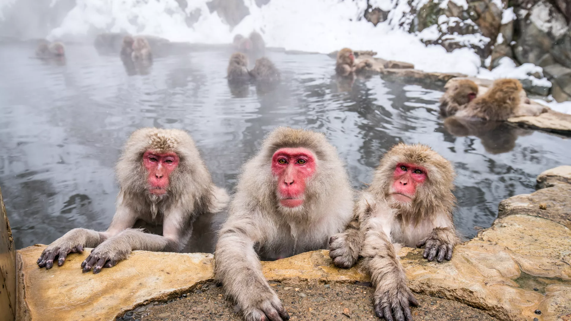 Frontiers | Teaching Systems Thinking to Protect Wildlife: A Pilot Study in West Bengal's ...